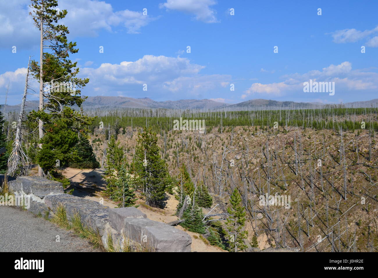 site of Yellowstone fire in 1988 Stock Photo - Alamy