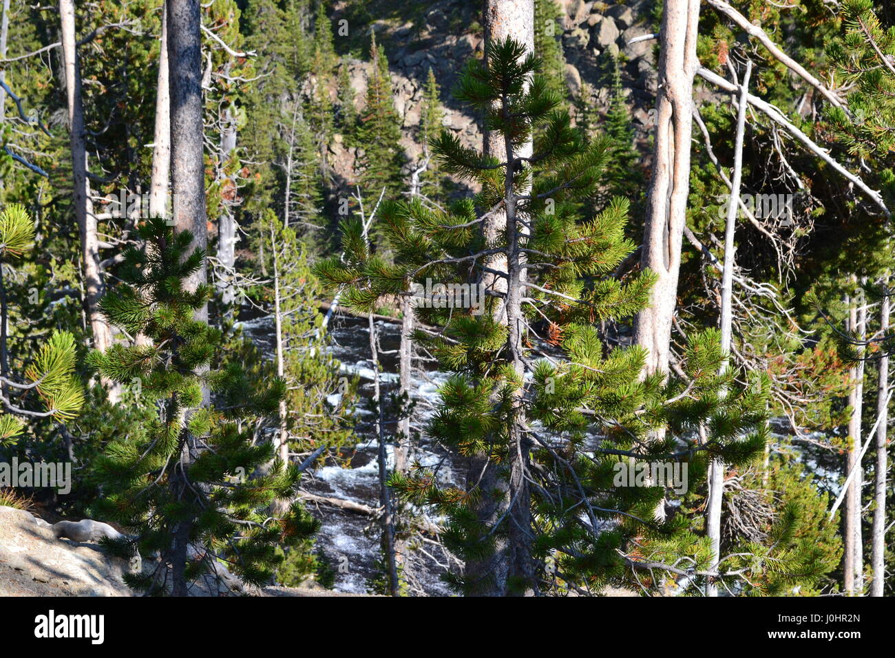 Lodge Pole Pine forest regrowth in Yellowstone Stock Photo - Alamy