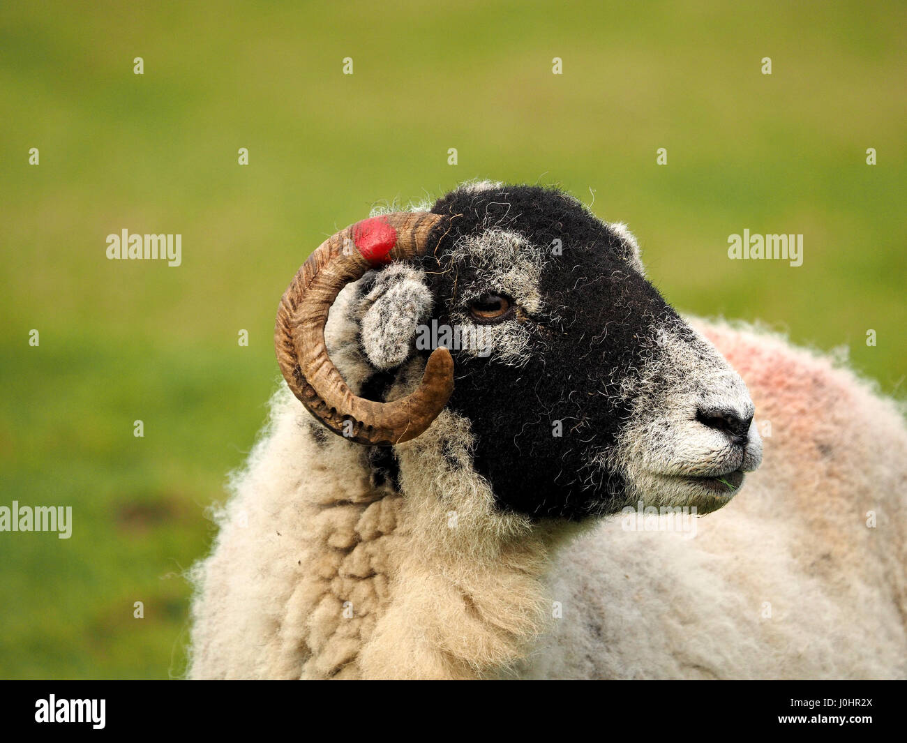 Black faced sheep looking in hi-res stock photography and images - Alamy