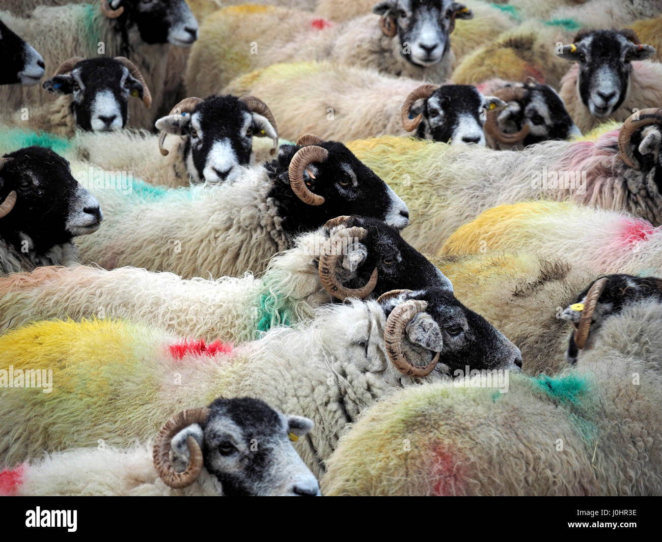 Sheep Crush High Resolution Stock Photography and Images - Alamy