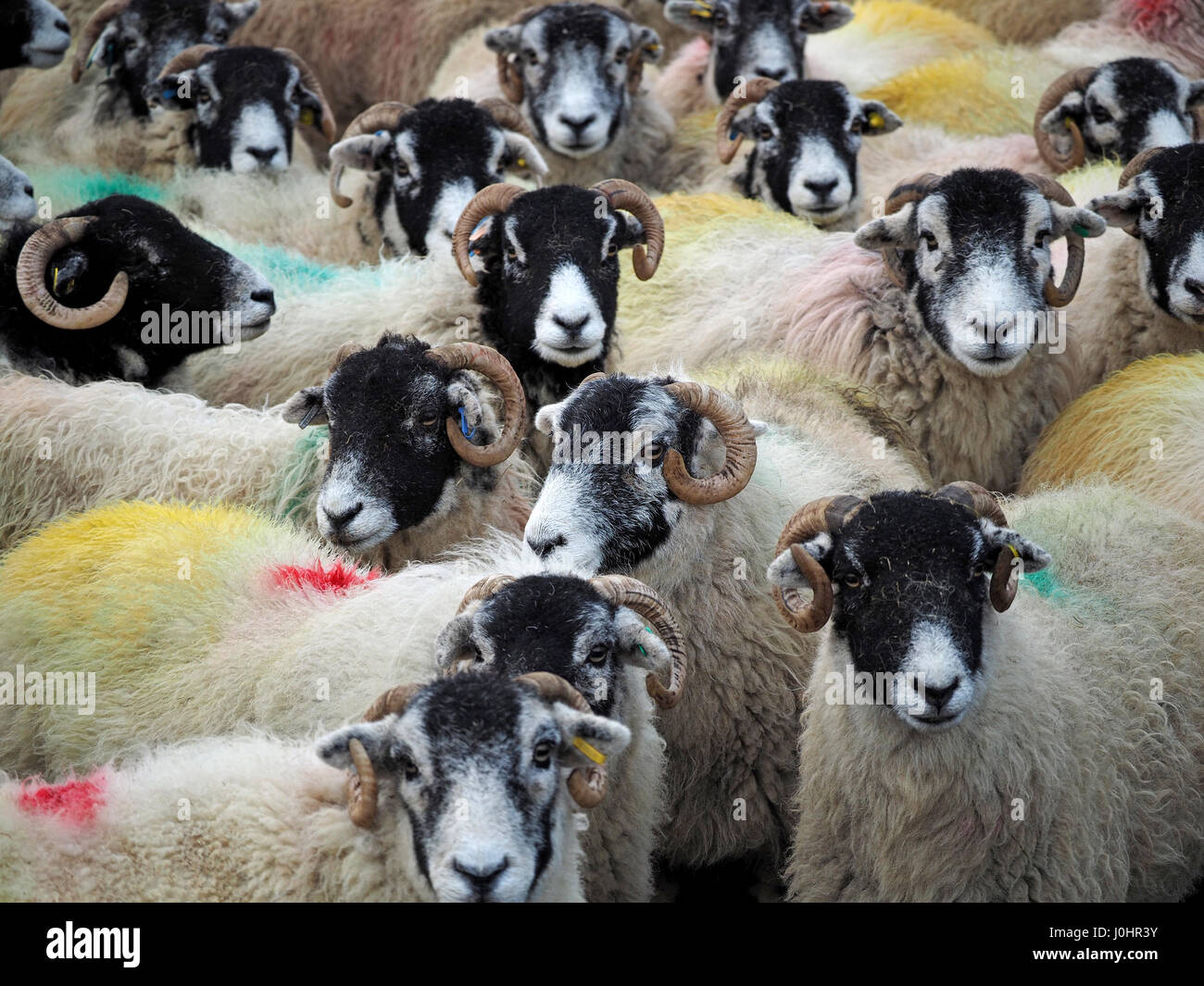 crowded flock of penned tupped sheep packed in together with curly ...