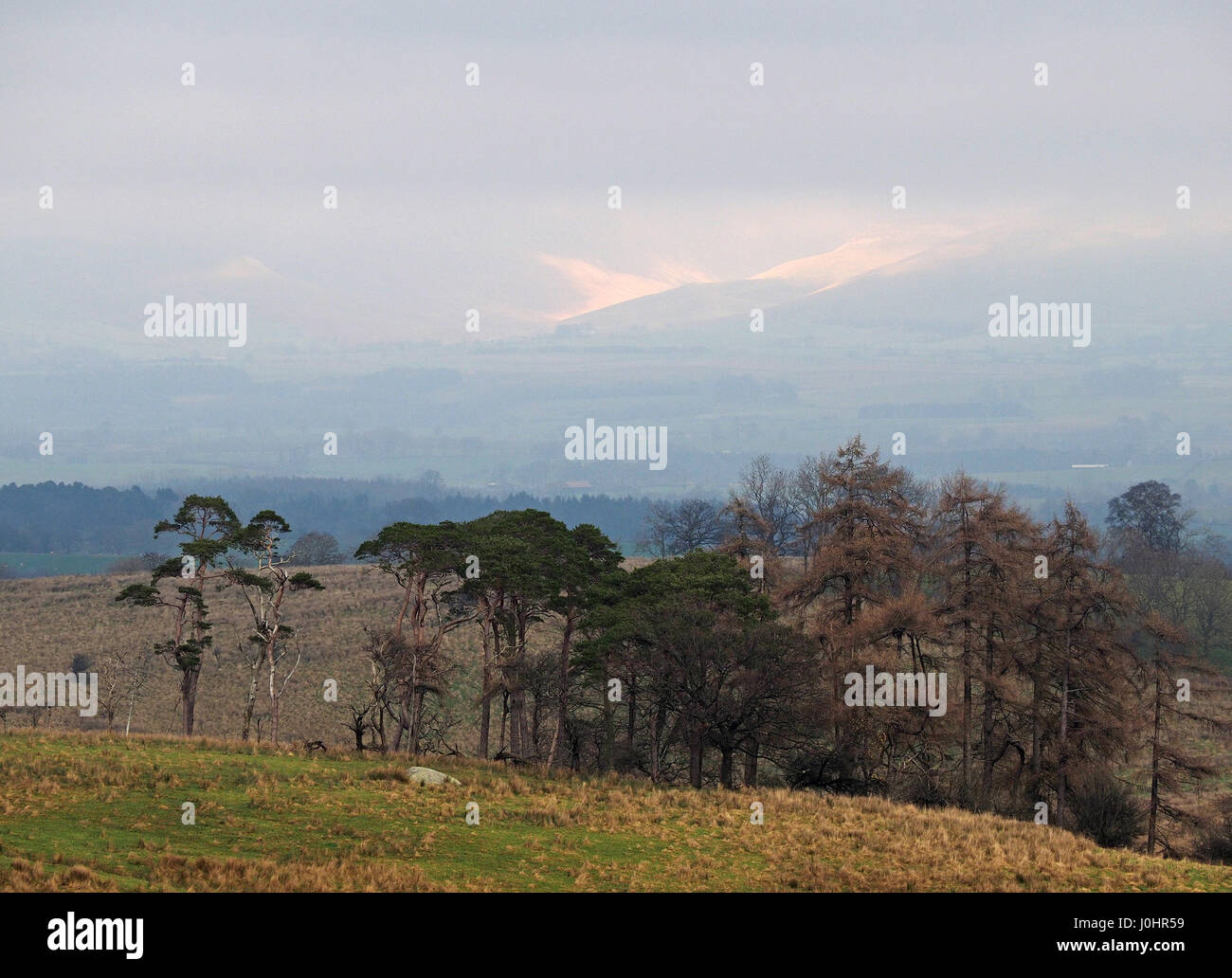Shelterbelt england hi-res stock photography and images - Alamy