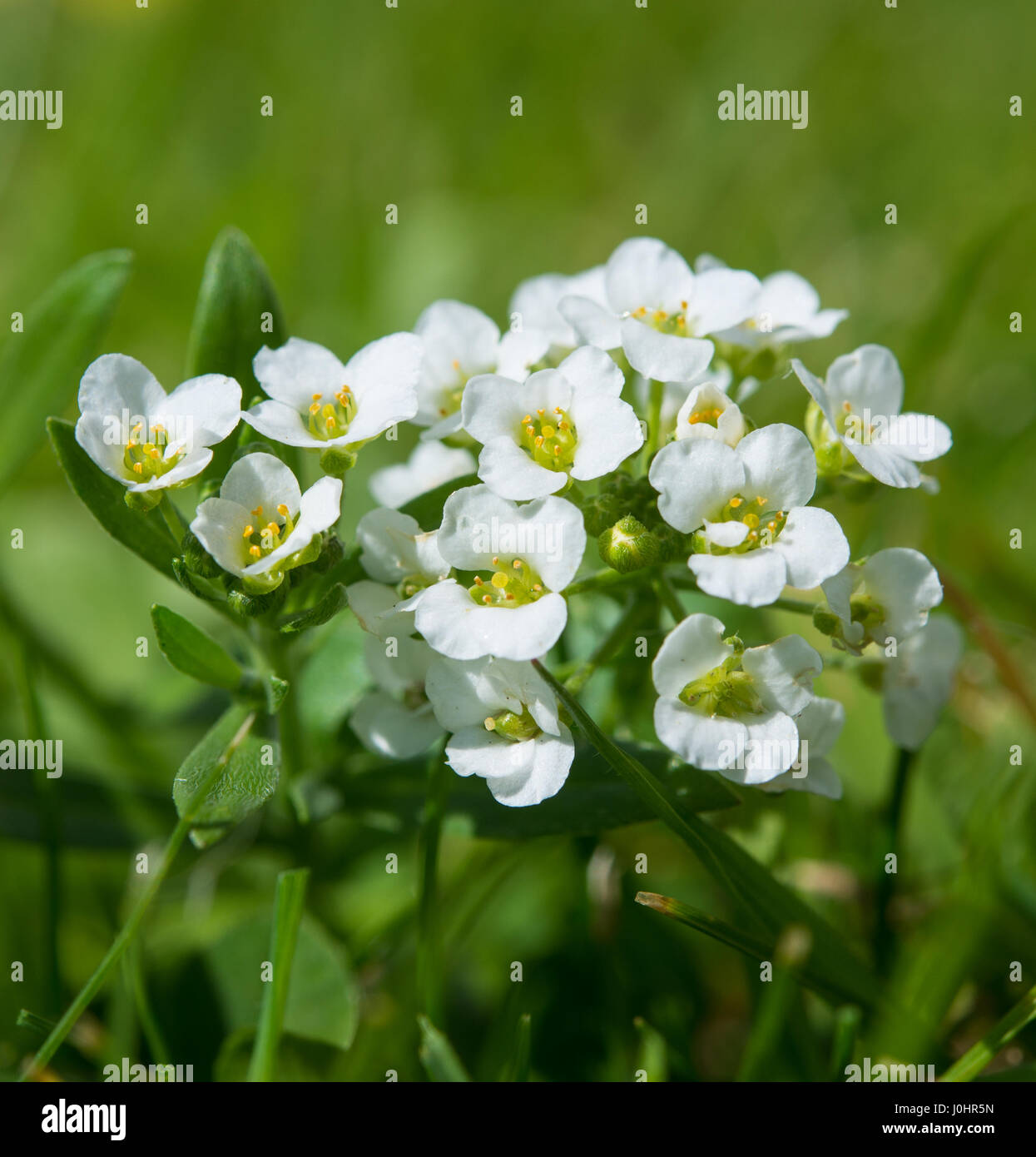 Alyssum flower hi-res stock photography and images - Alamy