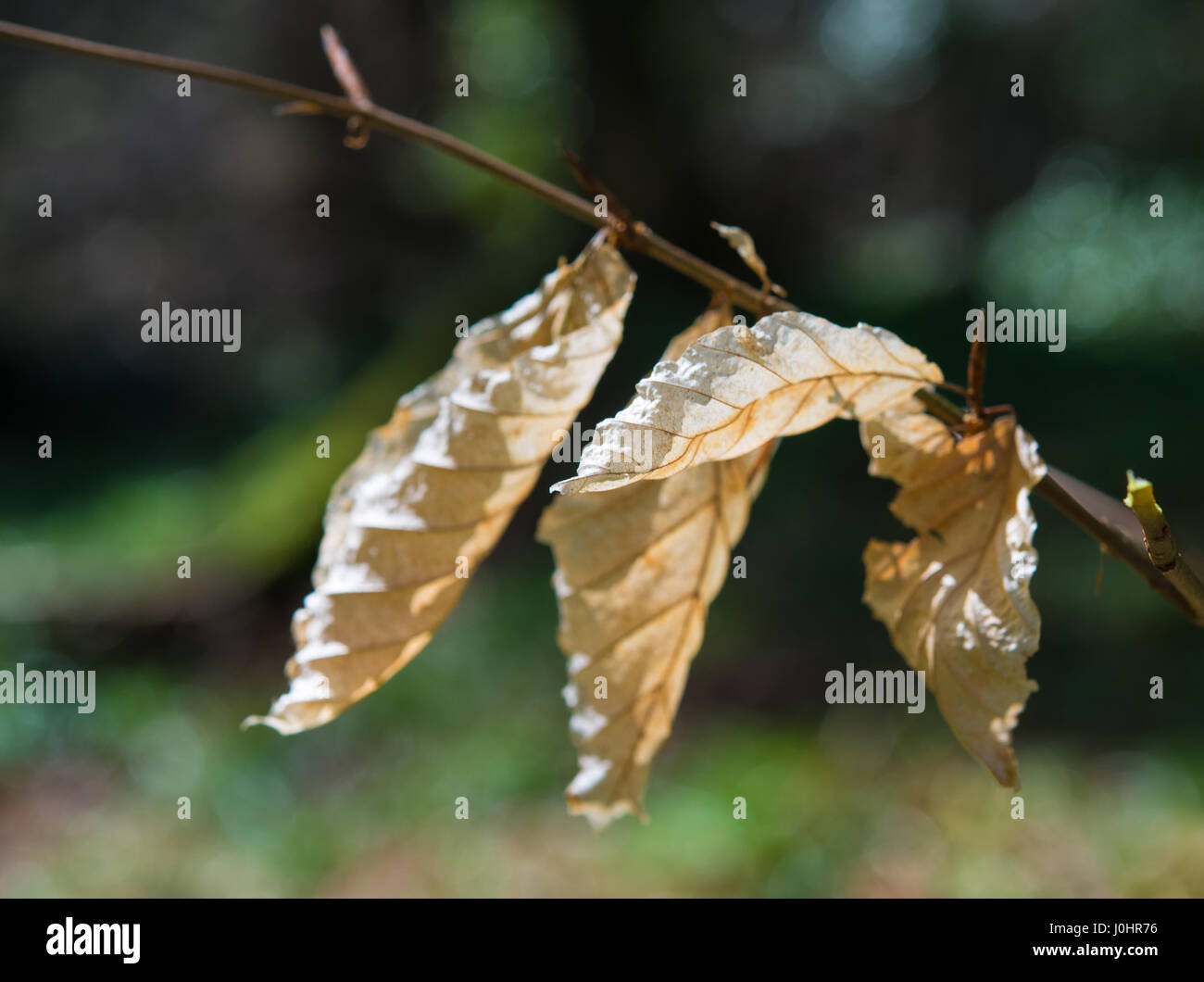 Last seasons beech tree leaves in Spring Stock Photo - Alamy
