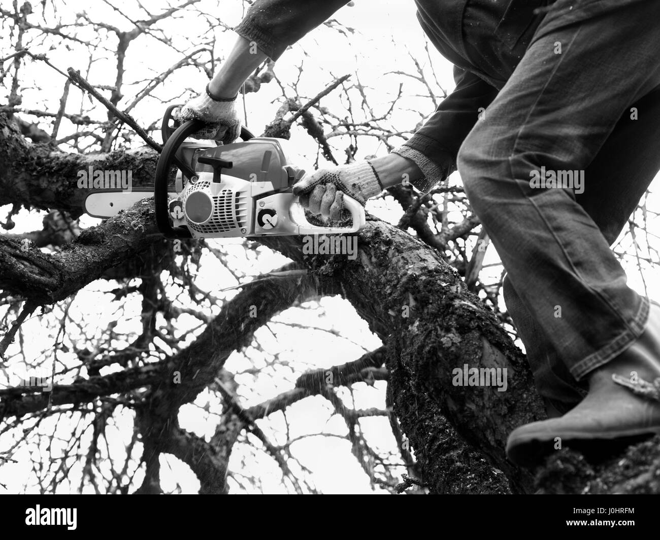 Man standing on a branch cutting apple tree with hand chain saw Stock ...