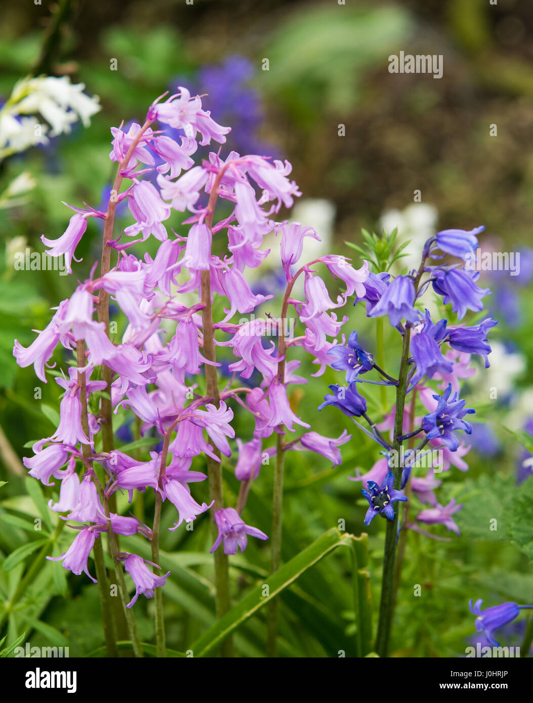 Native british fauna hi-res stock photography and images - Alamy