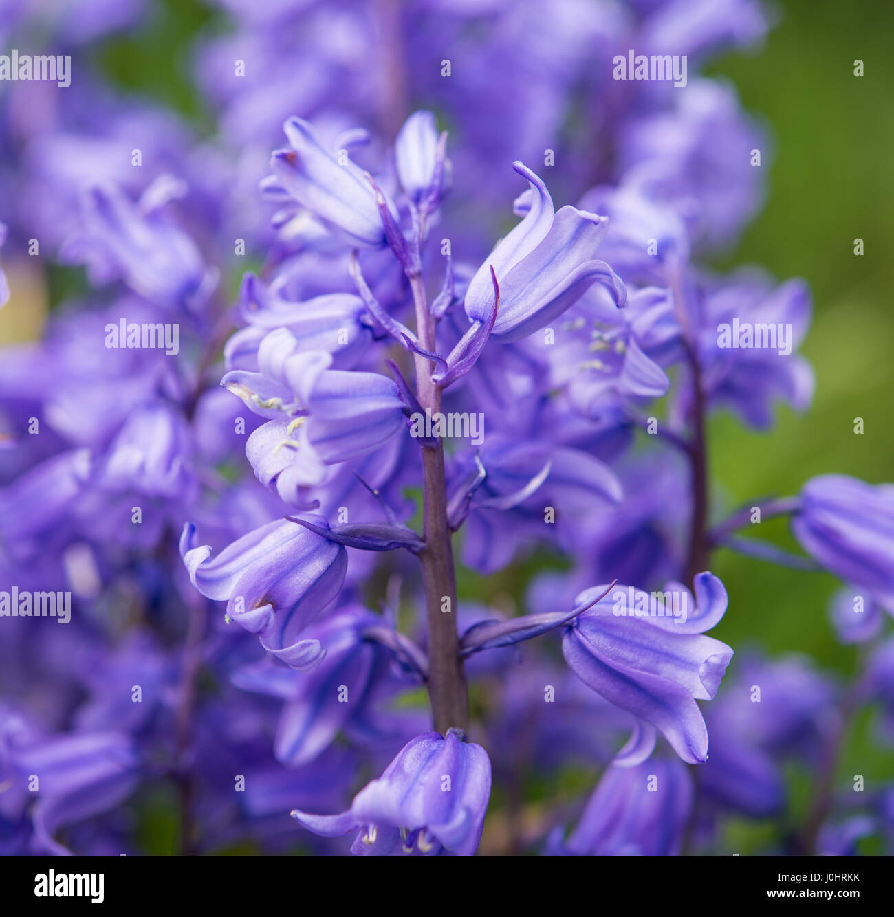 Native british fauna hi-res stock photography and images - Alamy