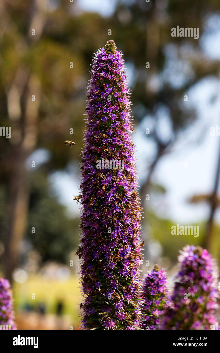 Flower field bees on garden hi-res stock photography and images - Alamy