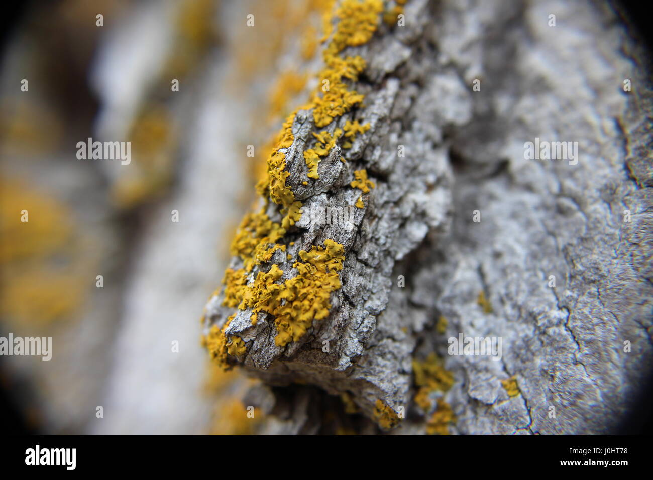 Spongy moss hi-res stock photography and images - Alamy