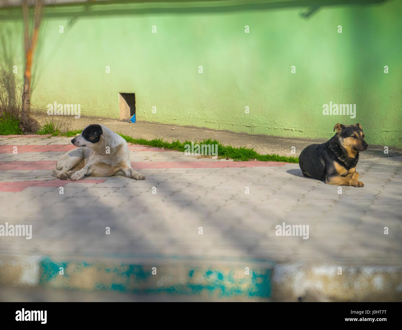 Tile dogs hi-res stock photography and images - Alamy