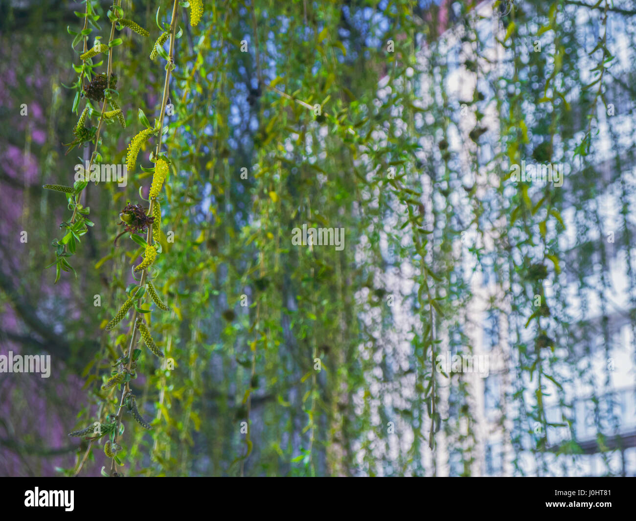 The fading fluffy green flowers on trees in spring Stock Photo - Alamy