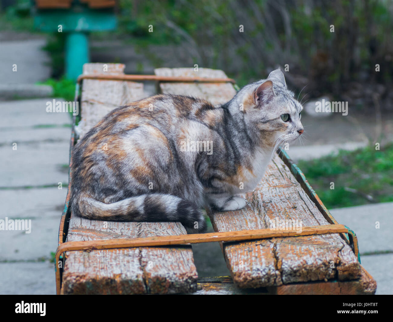 The cute cat sitting on a bench Stock Photo - Alamy
