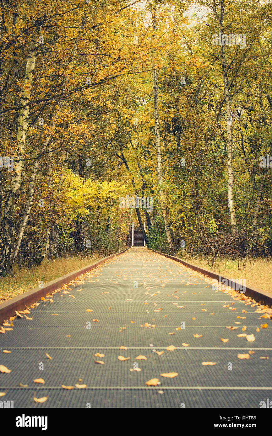 straight path / walkway through autumn birch tree forest Stock Photo ...