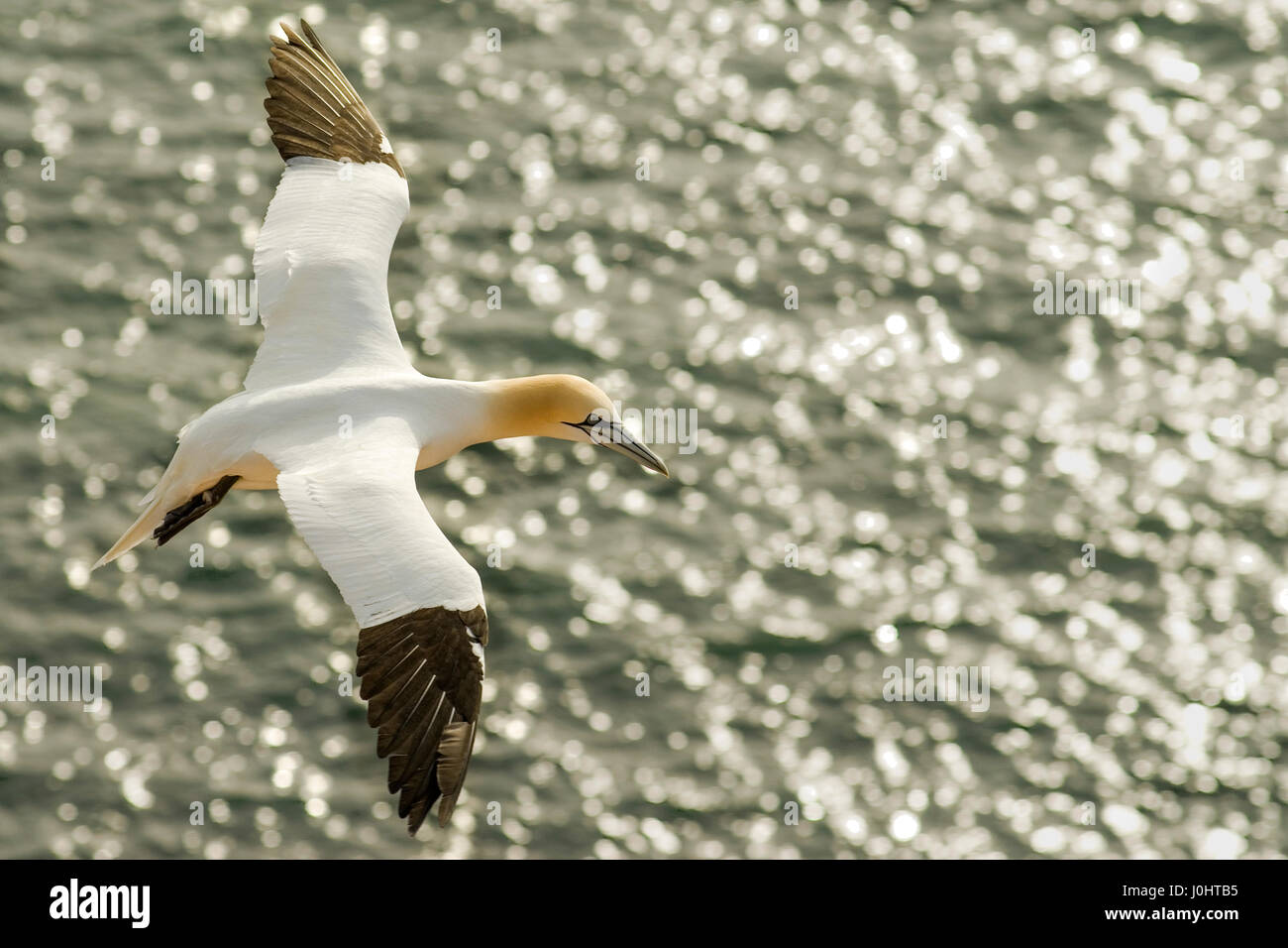 Jan van gent the northern gannet morus bassanus hi-res stock ...