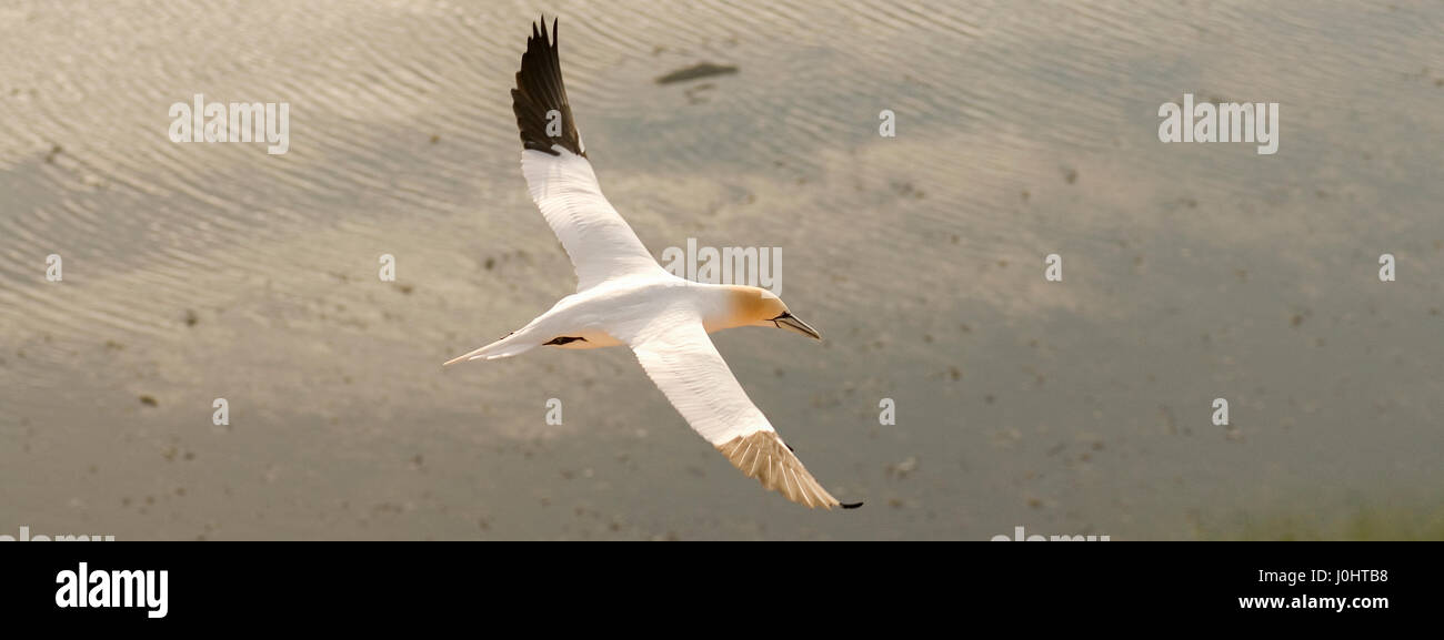 Jan van gent the northern gannet morus bassanus hi-res stock ...