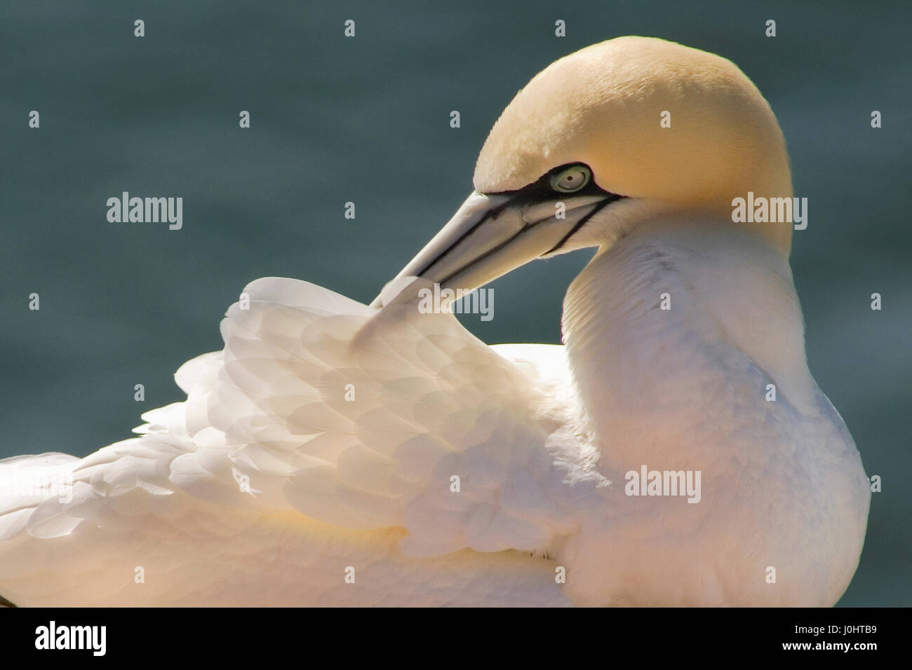 Jan van gent the northern gannet morus bassanus hi-res stock ...