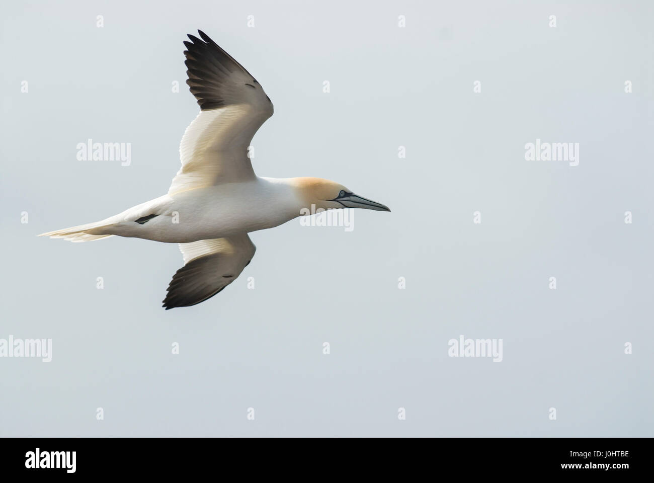 Jan van gent the northern gannet morus bassanus hi-res stock ...
