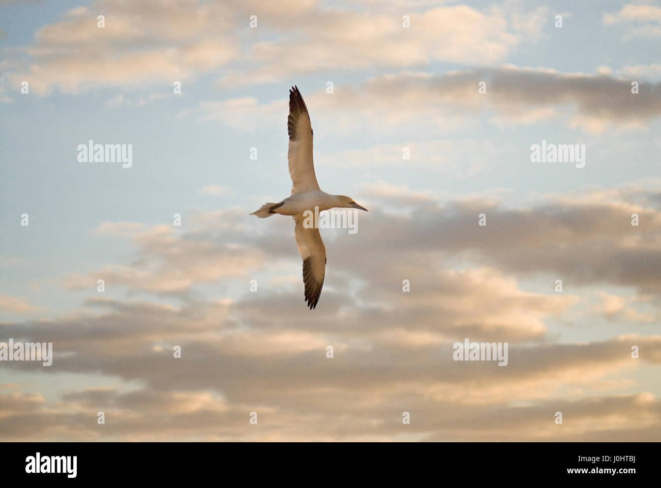 Jan van gent the northern gannet morus bassanus hi-res stock ...