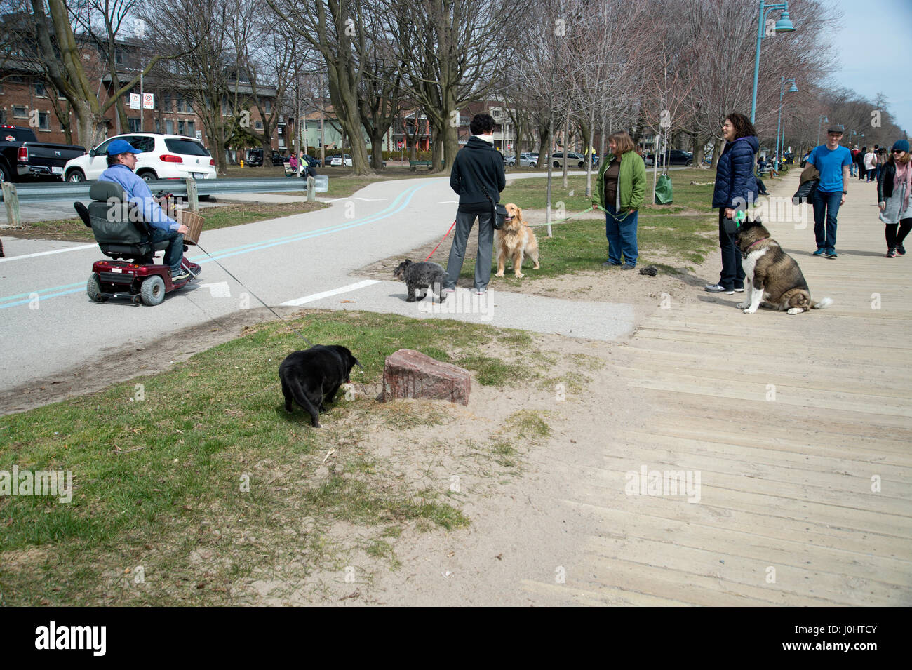 Canada, Toronto. The Beaches. Dogs being walked Stock Photo - Alamy