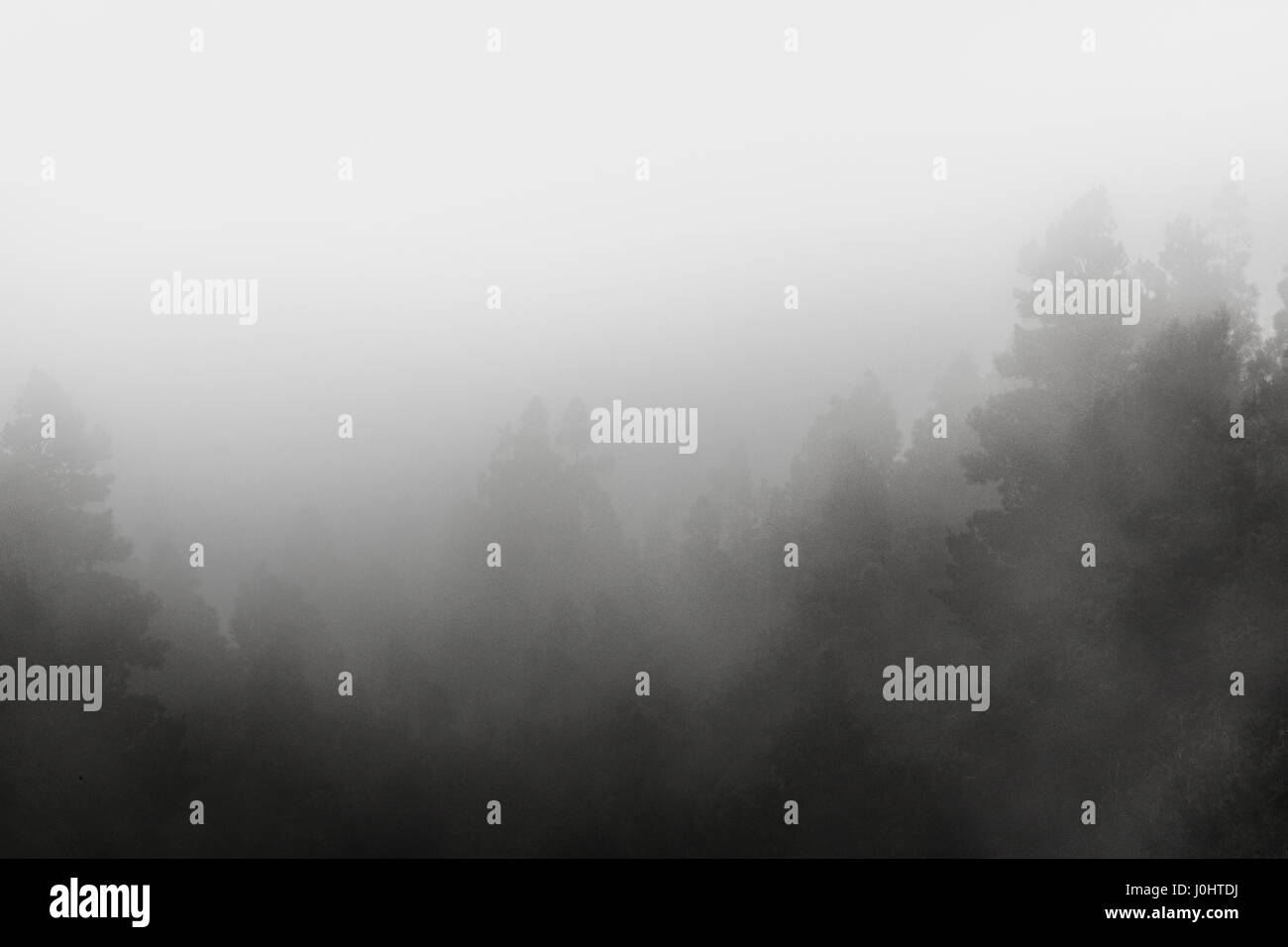 Fog scenery with trees hi-res stock photography and images - Alamy