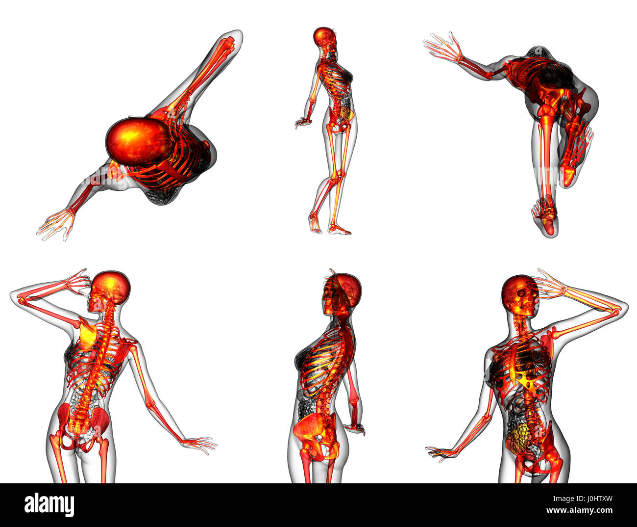 3D rendering medical illustration of the human skeleton Stock Photo - Alamy