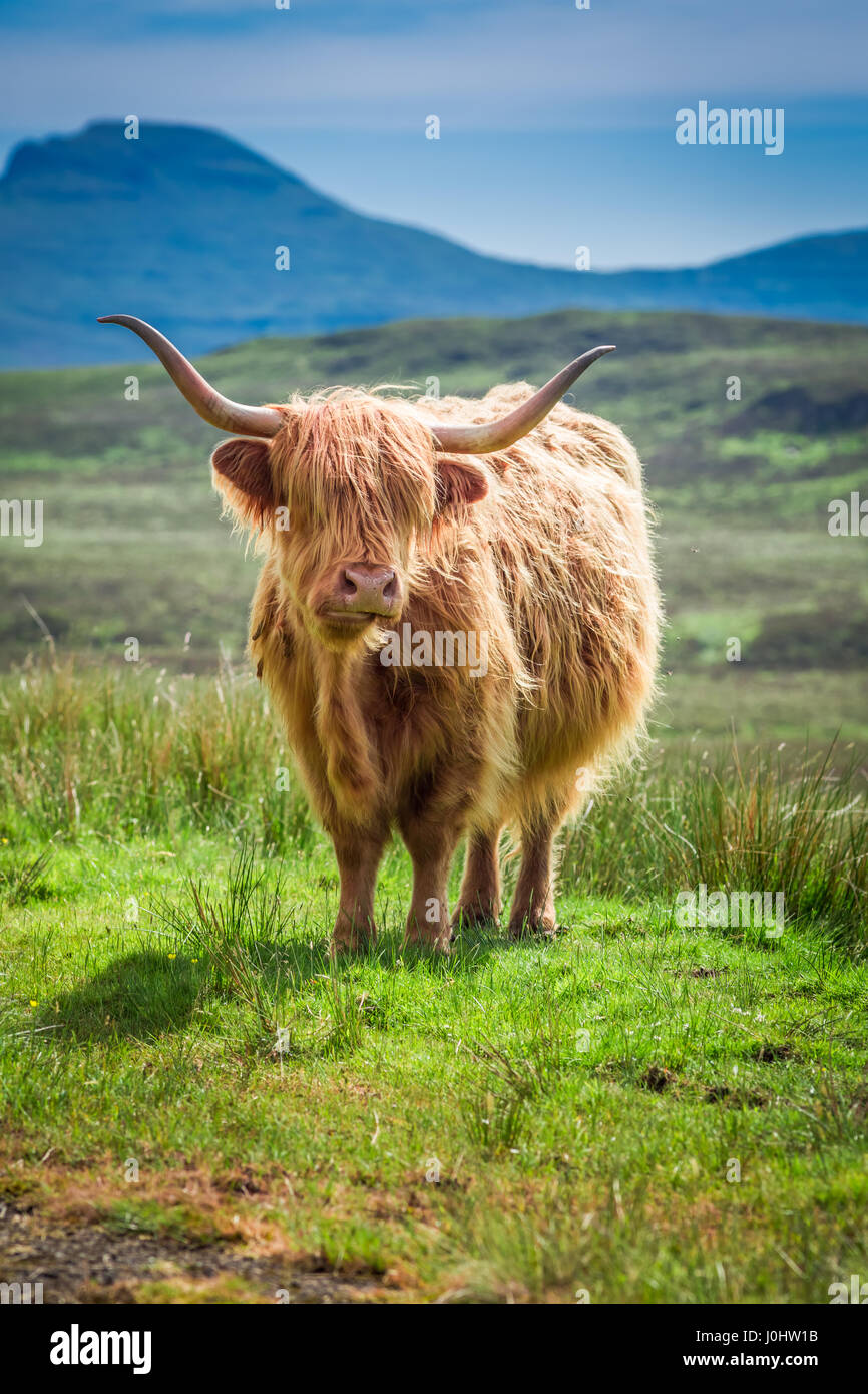 Furry highland cow in Scotland in UK Stock Photo - Alamy