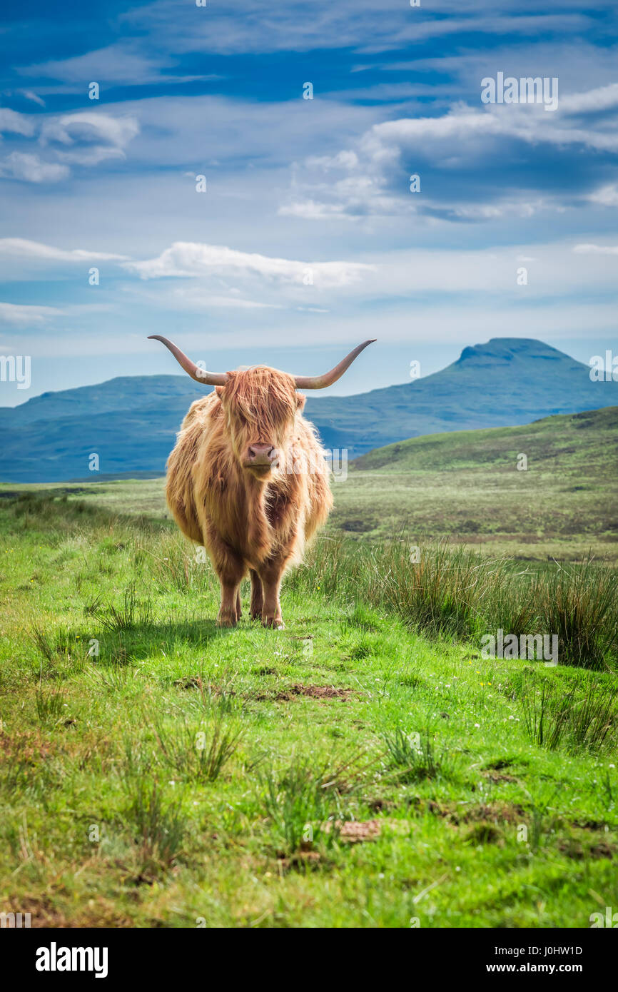 Furry highland cow in Isle of Skye in Scotland Stock Photo - Alamy