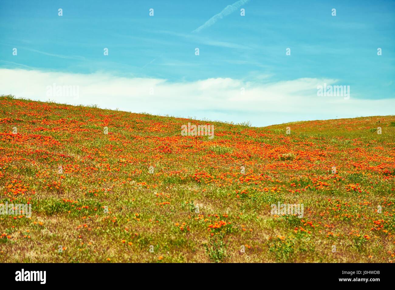 Fields of California Poppy during peak blooming time, Antelope Valley ...