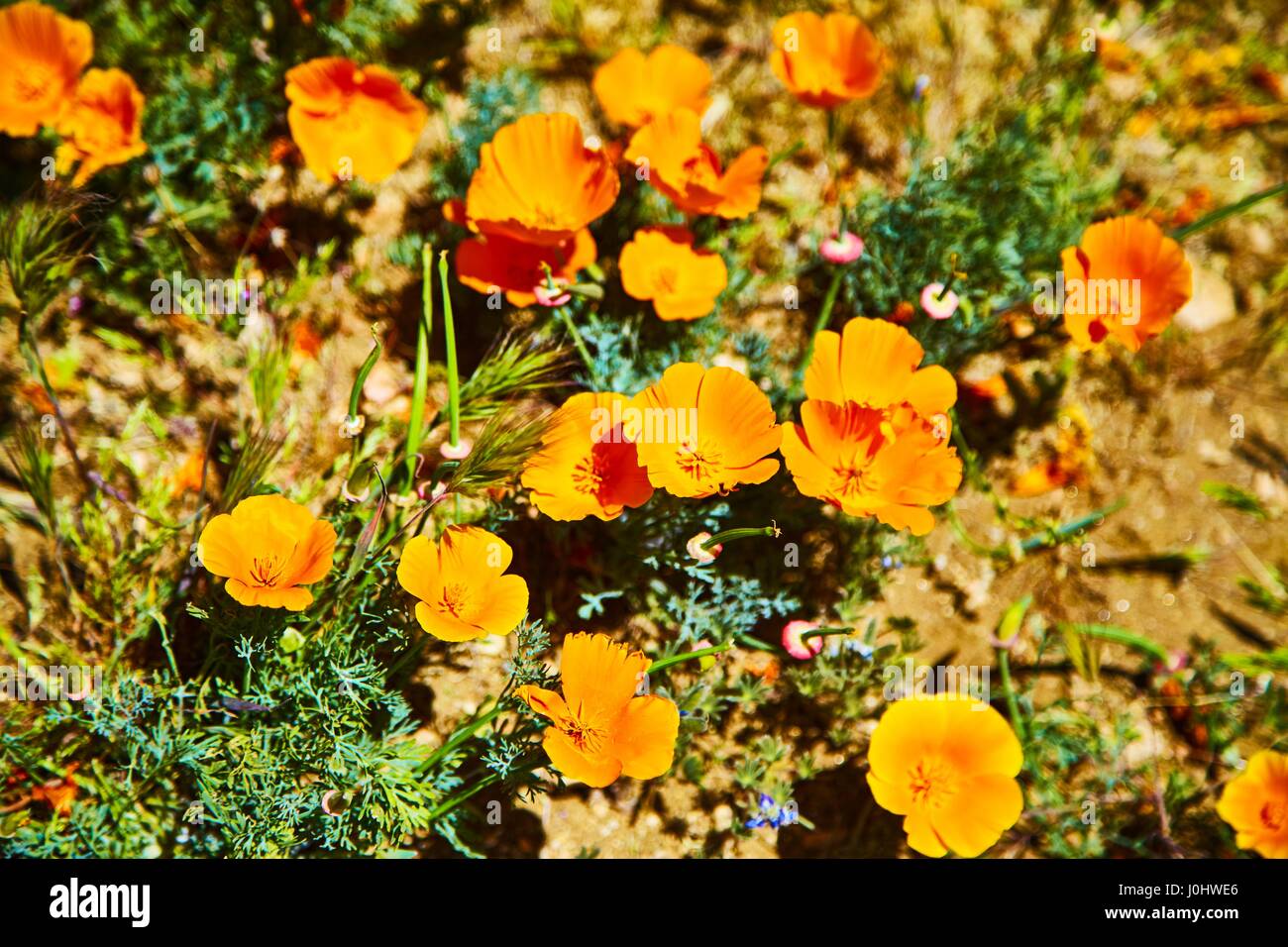 Fields of California Poppy during peak blooming time, Antelope Valley ...