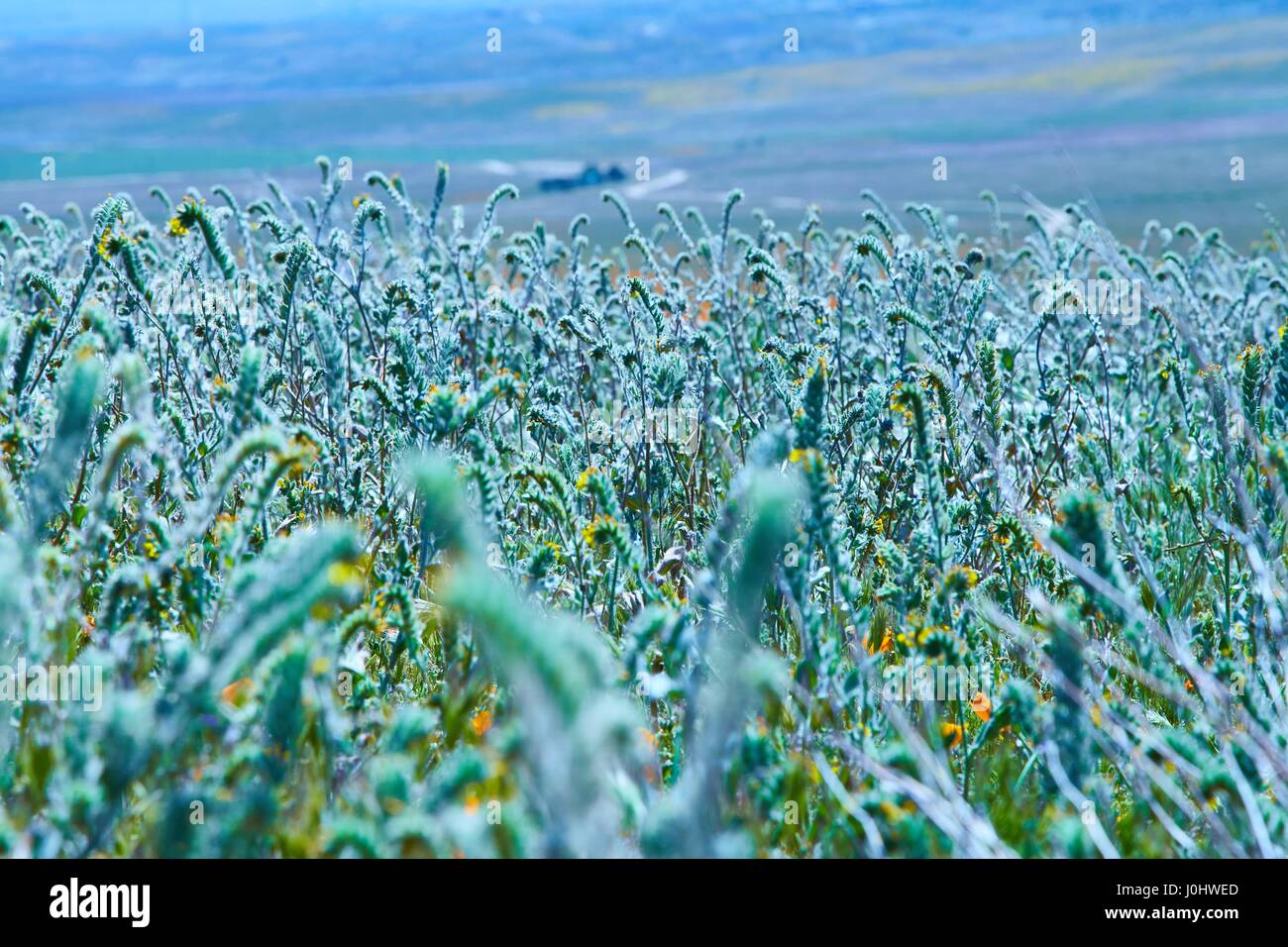 California farm field sky hi-res stock photography and images - Alamy