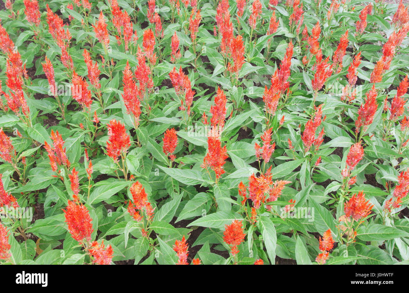 Colorful plumed cockscomb flower or Celosia argentea blossom Stock ...