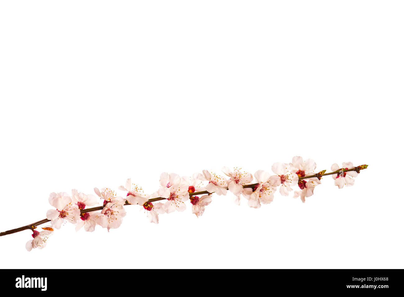 Blooming fruit branch isolated Stock Photo - Alamy
