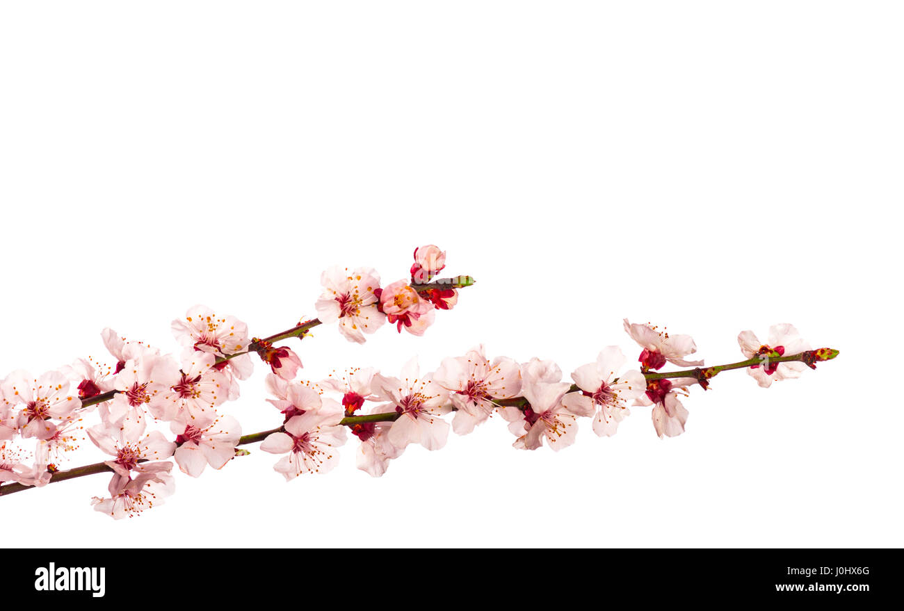 Blooming fruit branch isolated Stock Photo - Alamy
