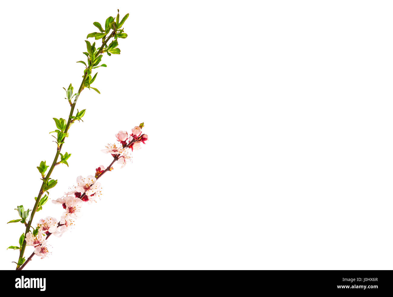 Blooming fruit branch isolated Stock Photo - Alamy