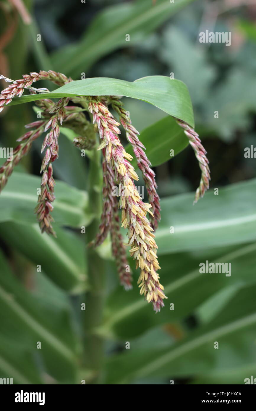 Corn growing flower hi-res stock photography and images - Alamy