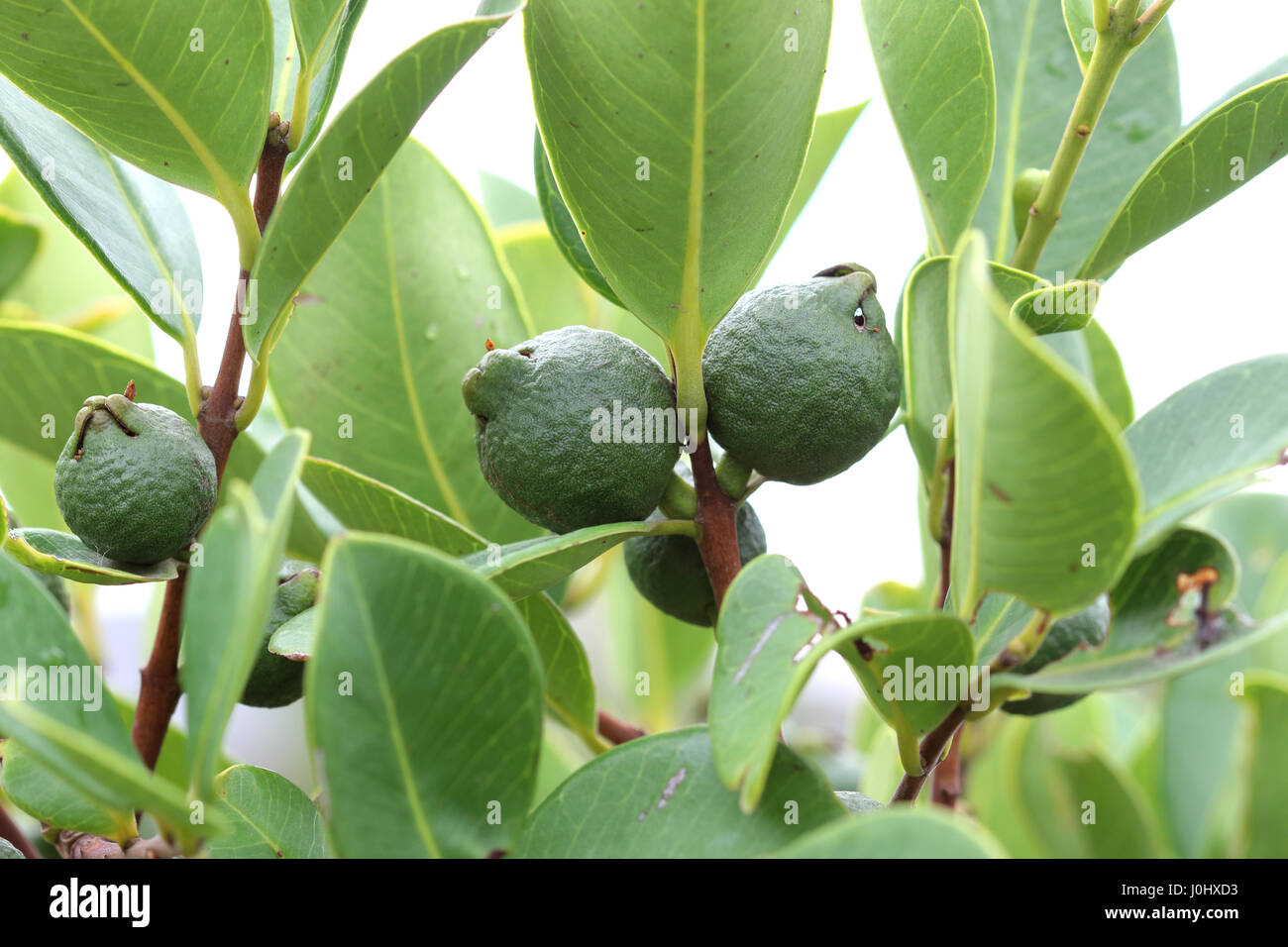 Cherry Guava High Resolution Stock Photography and Images - Alamy
