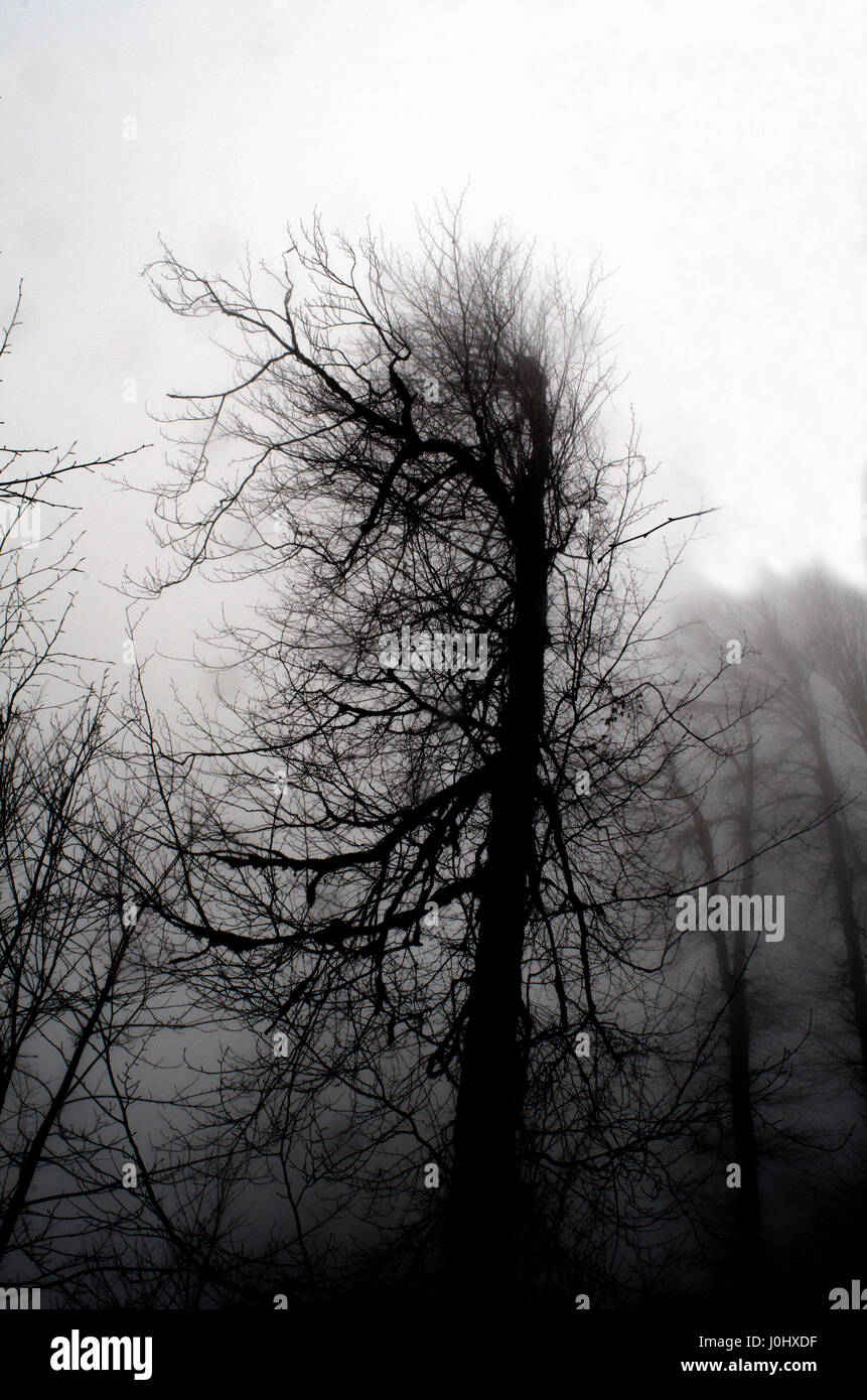 Dark tree line hi-res stock photography and images - Alamy