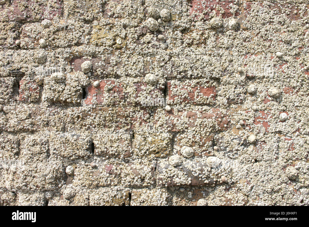 Barnacles Stock Photos & Barnacles Stock Images - Alamy