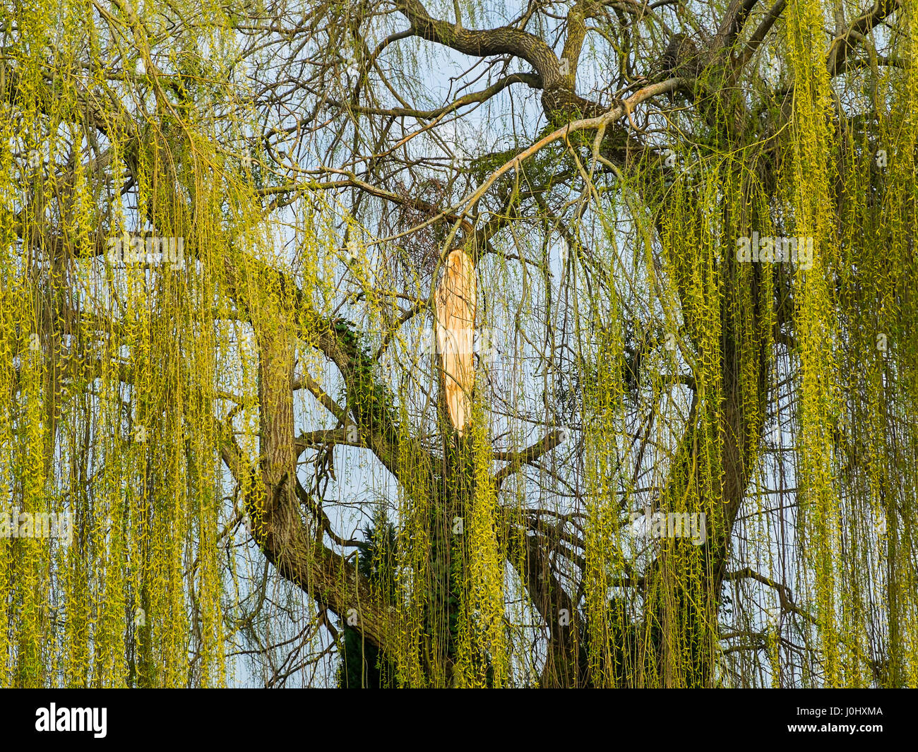 Scar on trunk of Willow tree from fdallen branch Stock Photo - Alamy