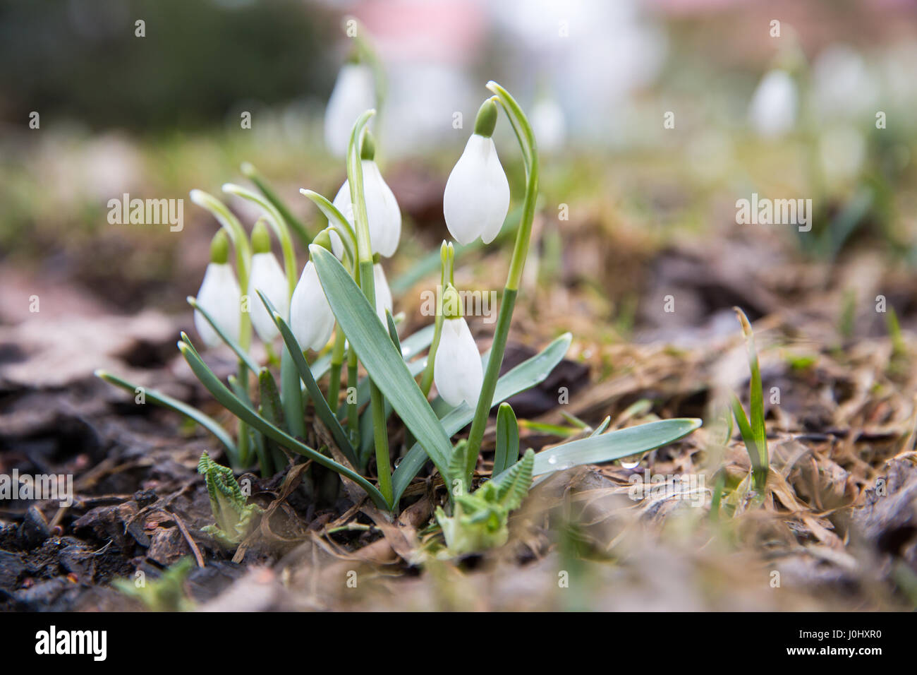 The first snowdrops under snow in March Stock Photo - Alamy
