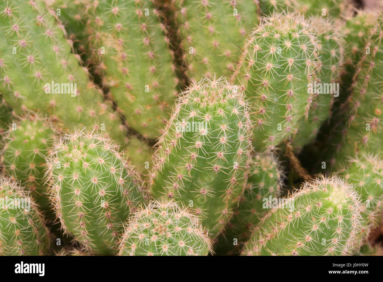 background of thorny cactus with sharp needles Stock Photo - Alamy