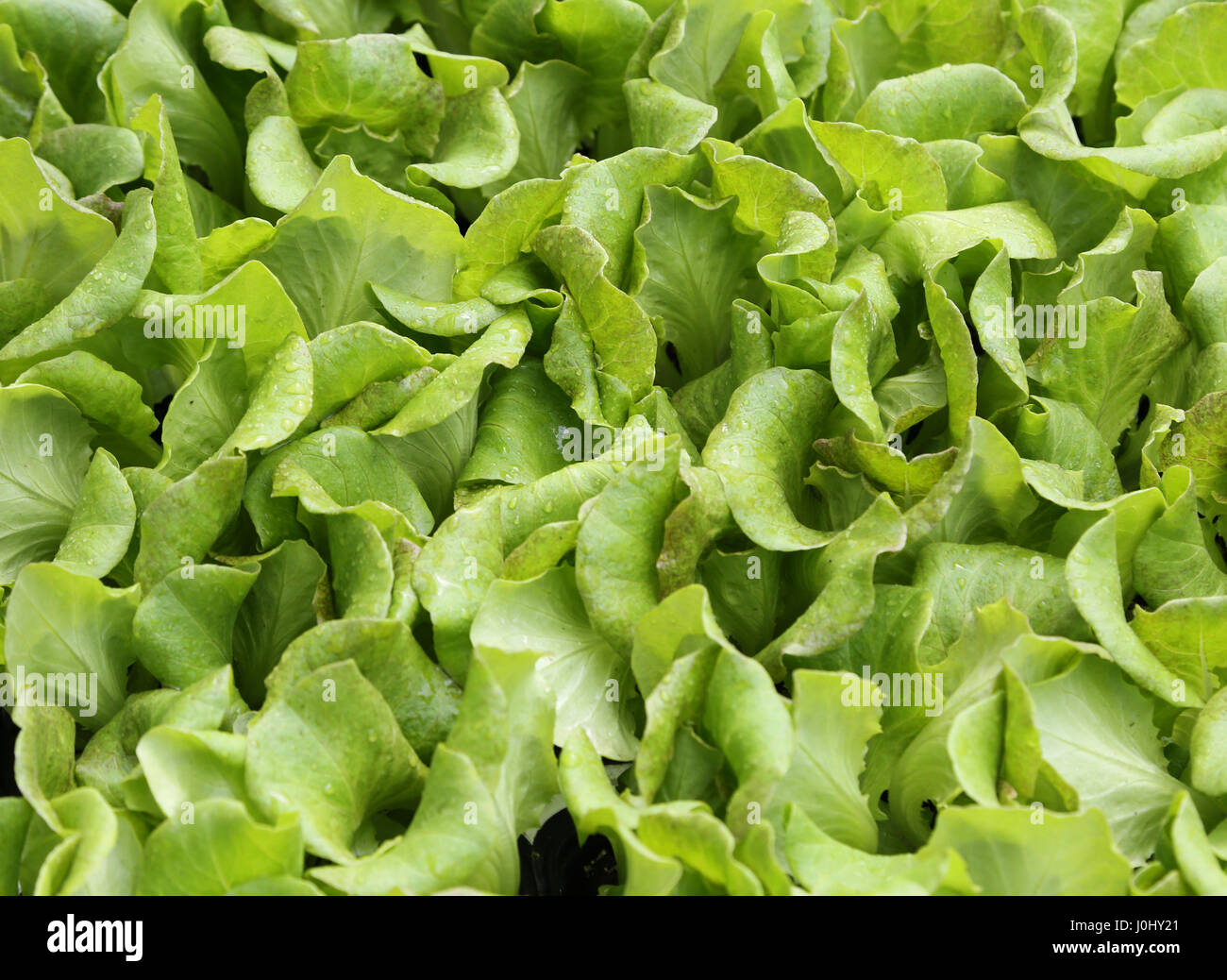 Set fresh romaine lettuce hi-res stock photography and images - Alamy