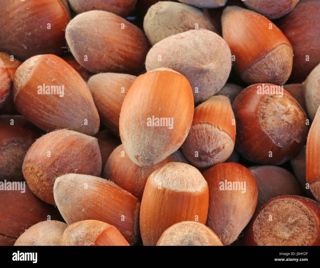 background of many of brown hazelnuts photographed by macro lens Stock ...