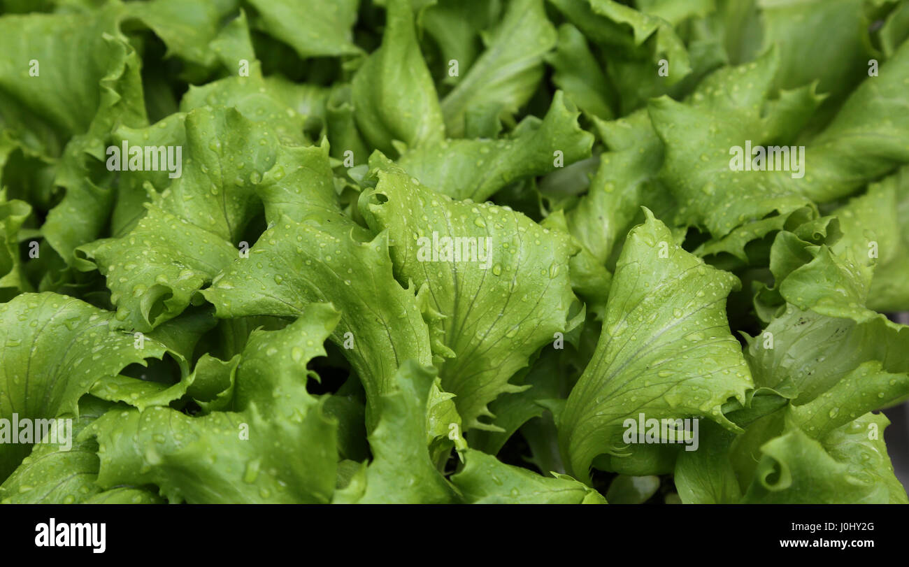 leaves of tender fresh lettuce for sale in the farm that produces ...