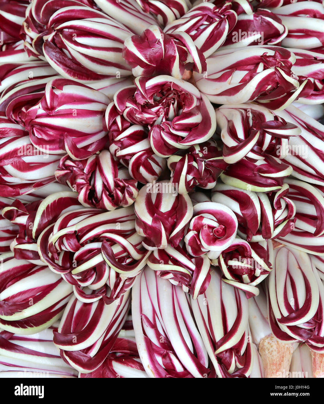 variety of Treviso late purple radicchio in a greengrocer Stock Photo ...