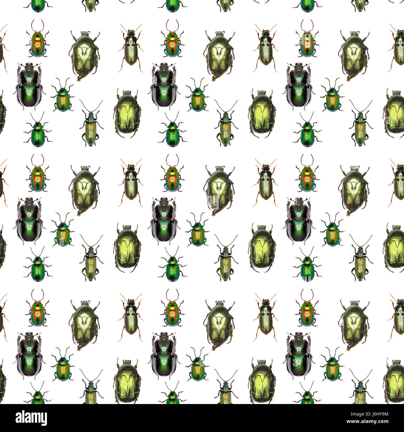 Green Beetle Identification