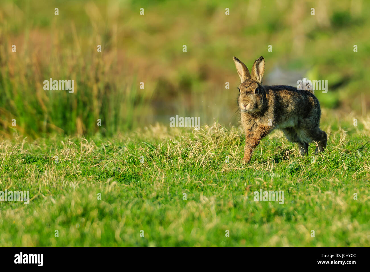 Bunny warren hi-res stock photography and images - Alamy
