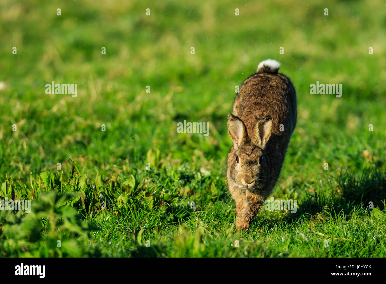 Rabbit Warren High Resolution Stock Photography and Images - Alamy