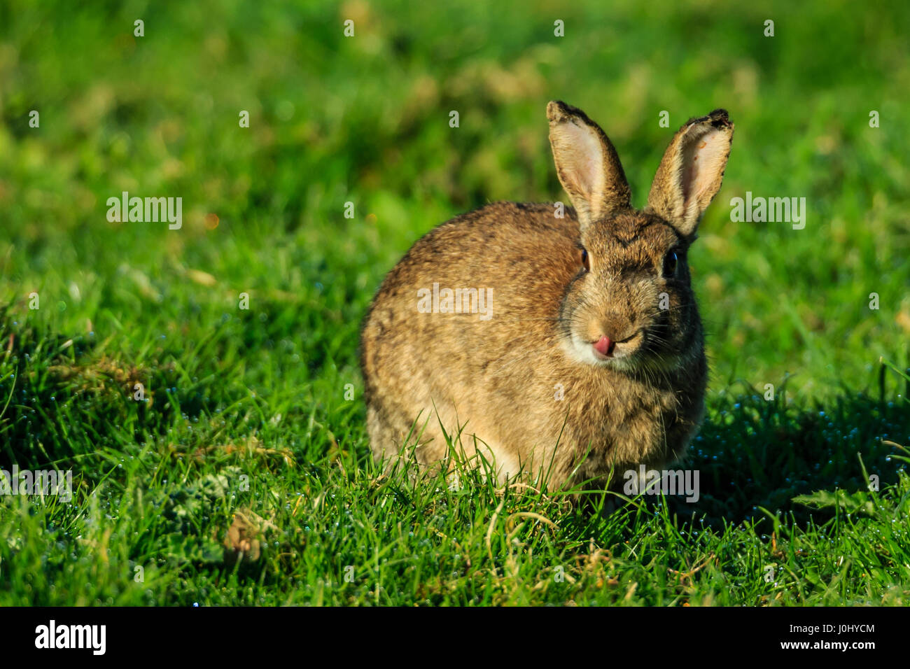 Wild european Rabbit Oryctolagus cuniculus Stock Photo - Alamy