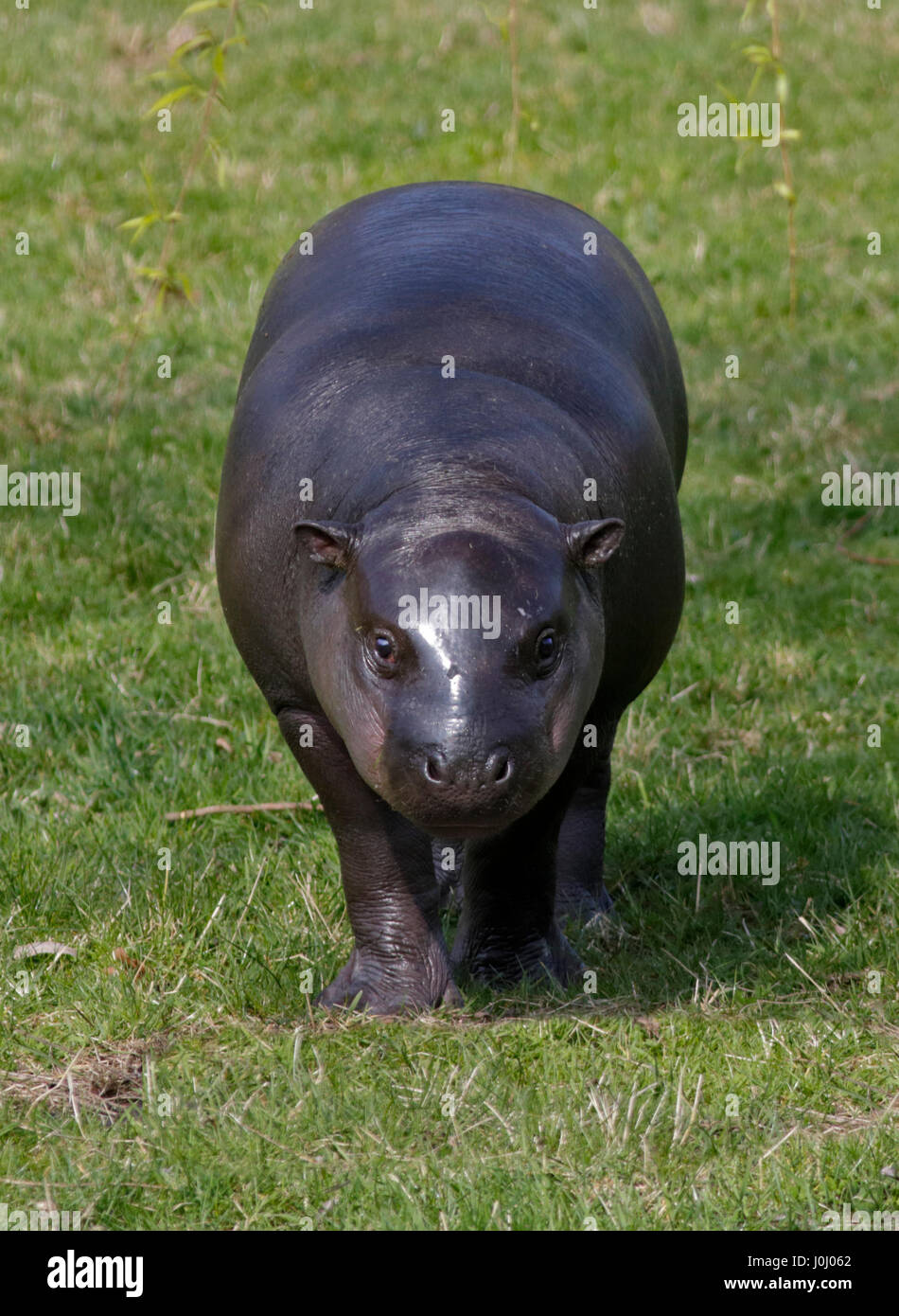 Pygmy Hippopotamus Size